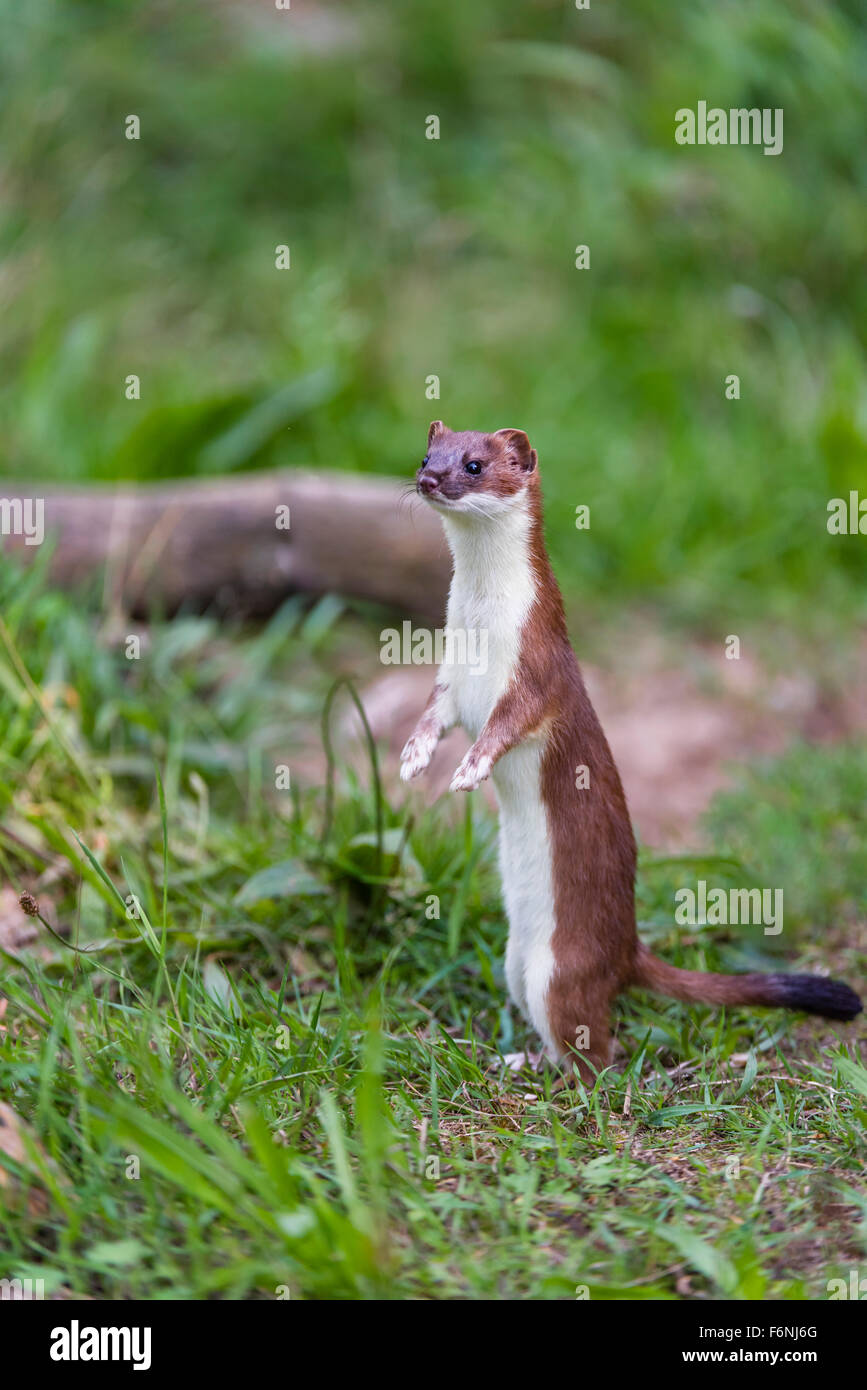 Hermelin Maennchen, Mustela erminea, Male Ermine or Stoat Stock Photo ...