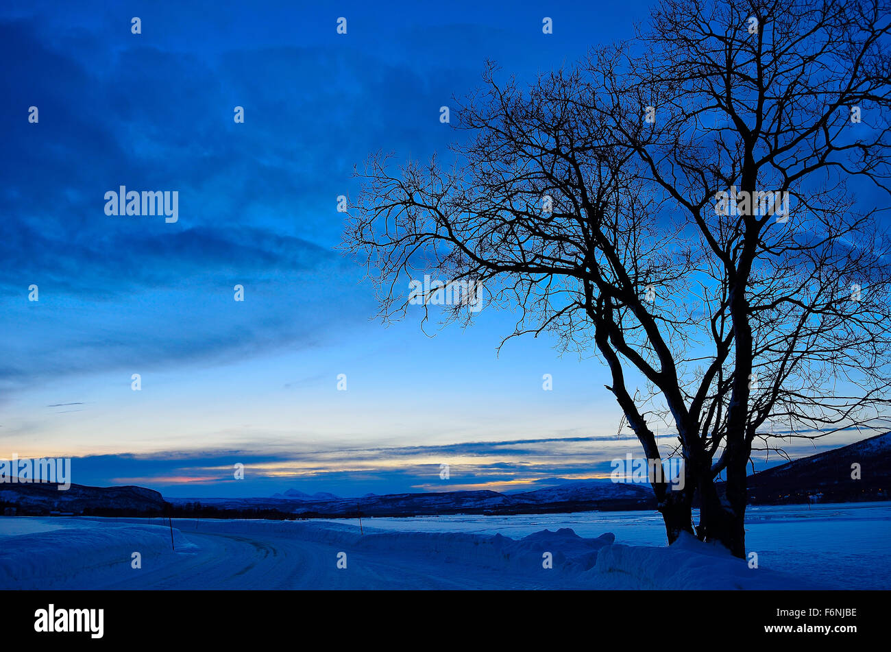 majestic lonely tree in front of white snowy field and mountain with ...