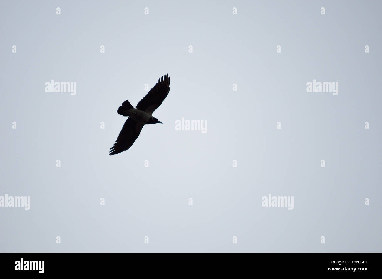 crow flying on white sky Stock Photo - Alamy