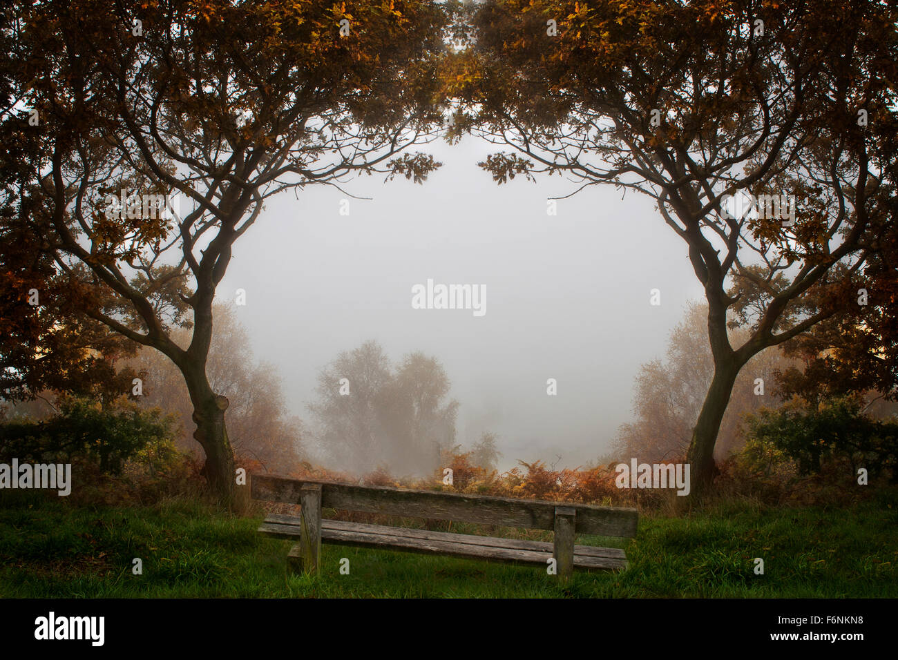 Tree arch view Stock Photo - Alamy