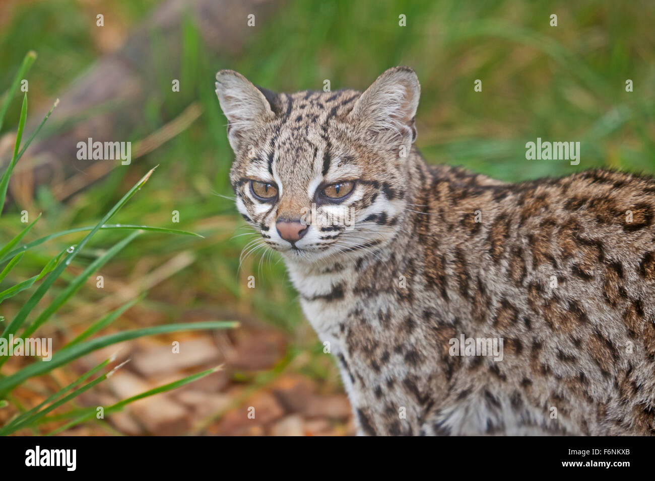 Male Oncilla (Leopardus tigrinus) Venezuela,Guyana,Brazil Vulnerable ...