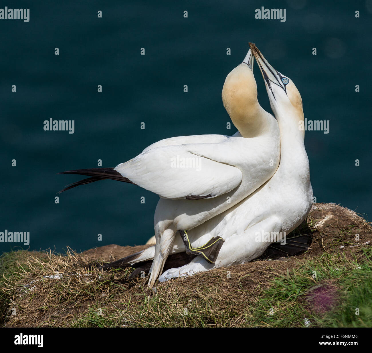 Gannets courtship display hi-res stock photography and images - Alamy