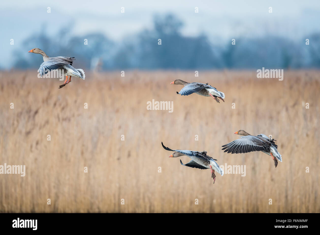 Greylag Geese landing at Blacktofts RSPB Nature Reserve Stock Photo - Alamy