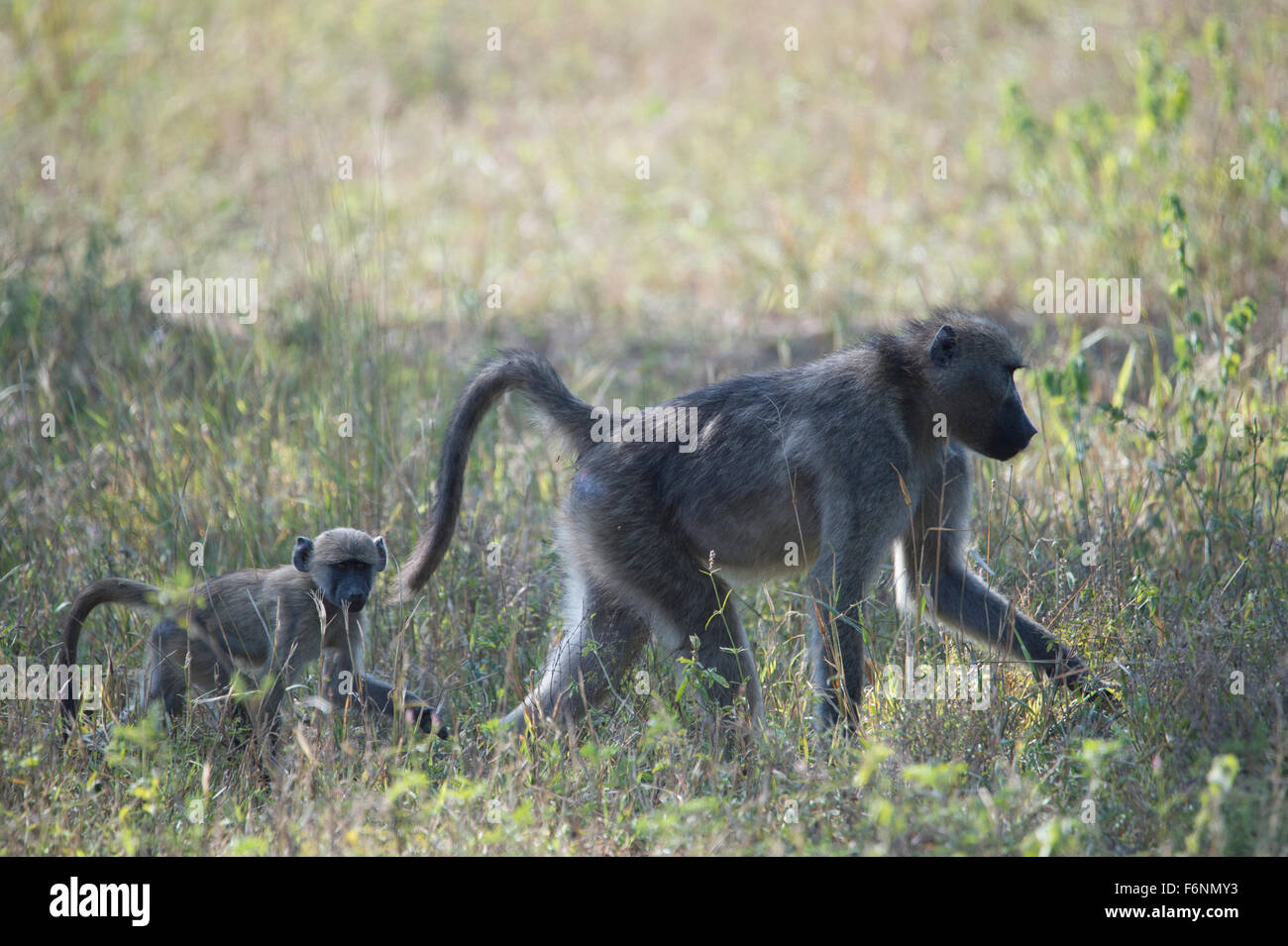 Green Baboon (Papio anubis) with young, walking through the grass ...