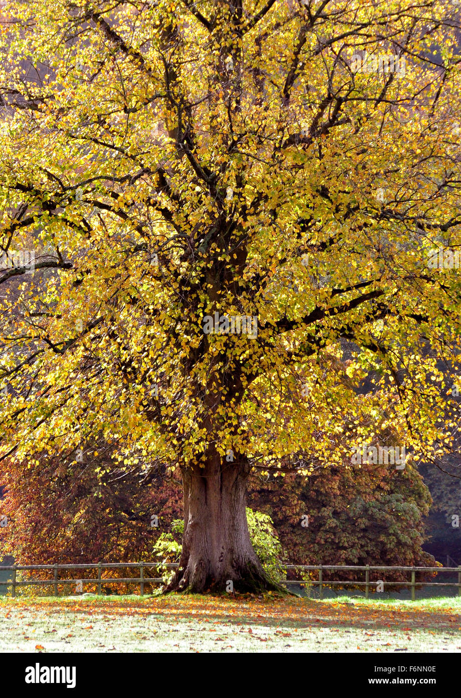 At the woodlands edge - a solitary tree - canopy of autumn shades ...