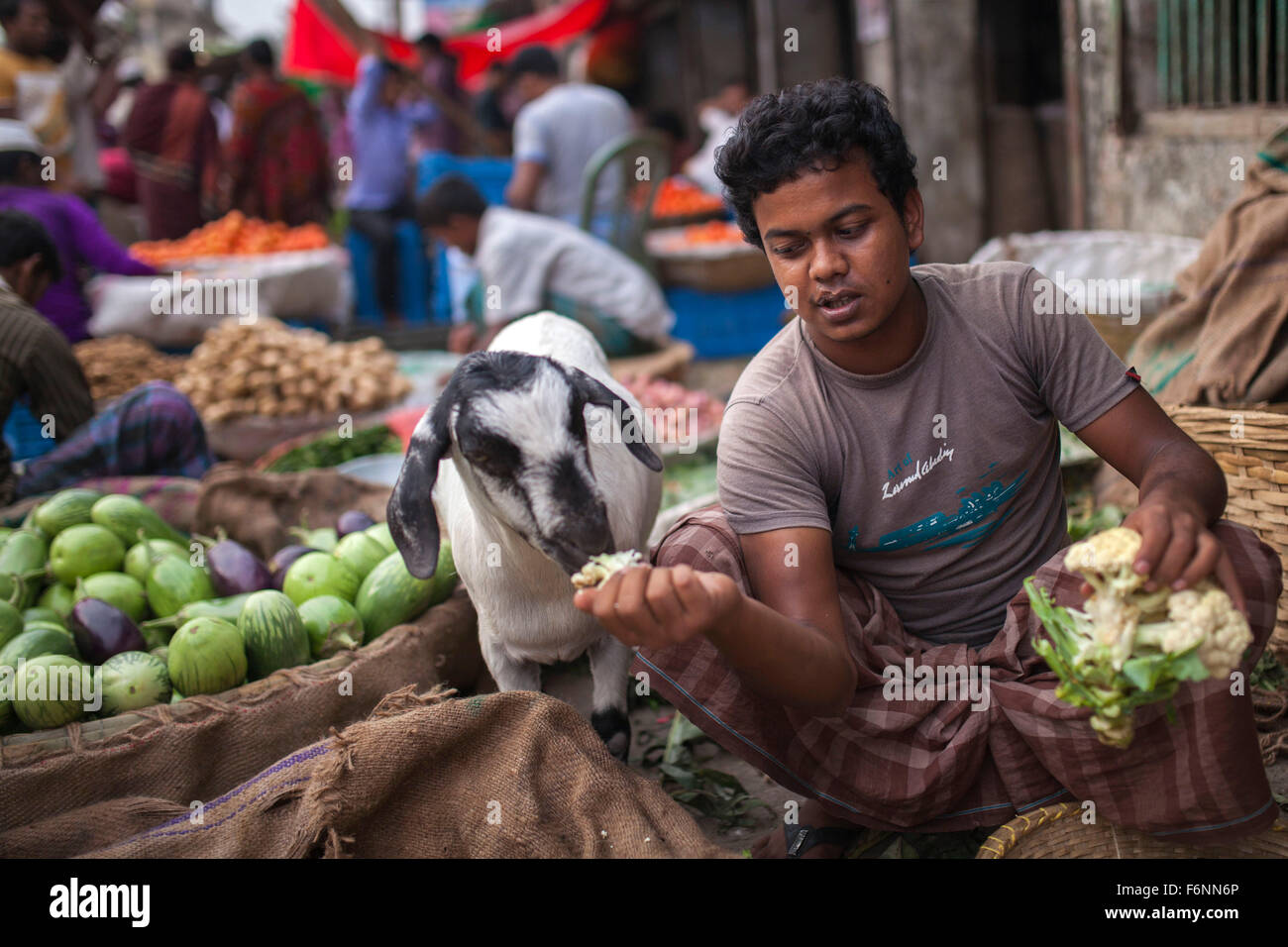 DHAKA, BANGLADESH 17th November: A goat eatingvegetable from a ...