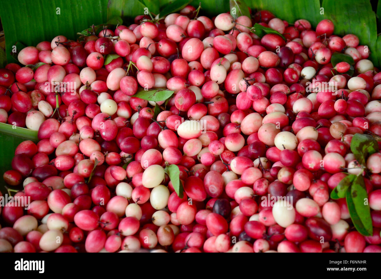 Karonda fruit hi-res stock photography and images - Alamy