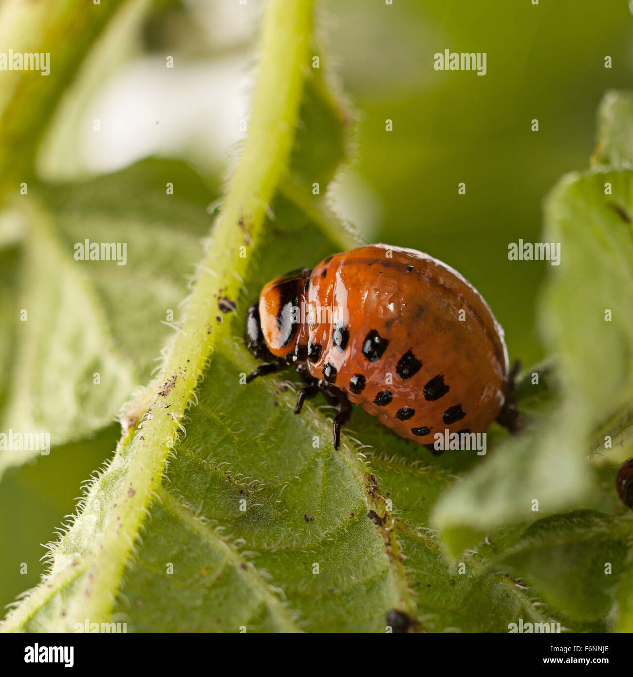 Colorado beetle macro eating potato leaf Stock Photo - Alamy
