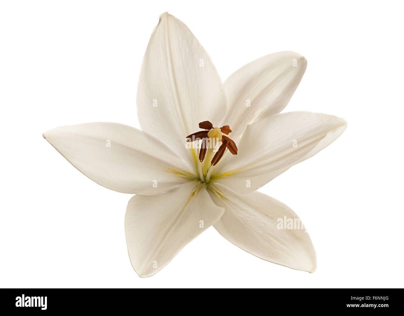 White lily flower head closeup isolated Stock Photo - Alamy