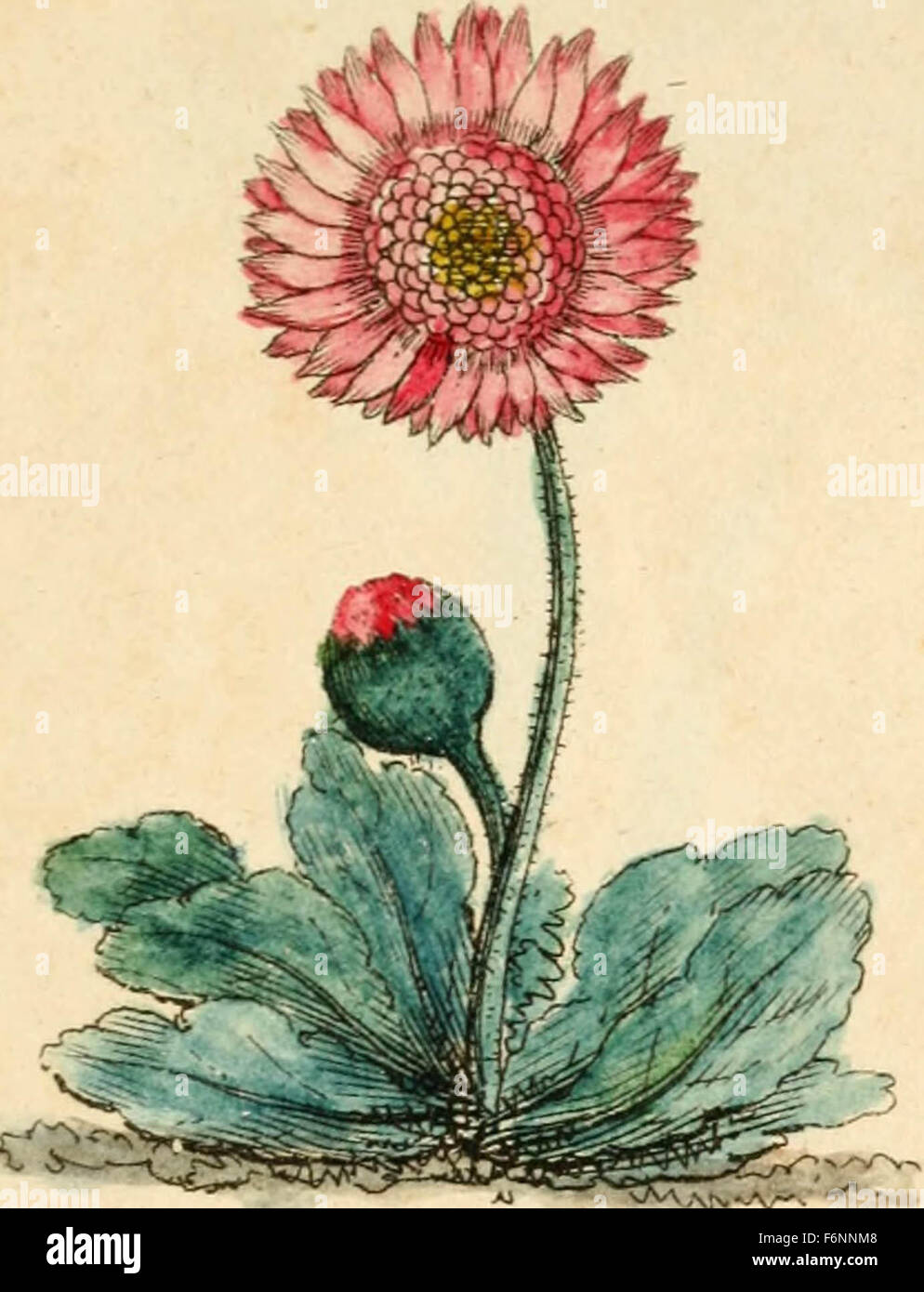 Elements of the science of botany, as established by Linnaeus; with ...