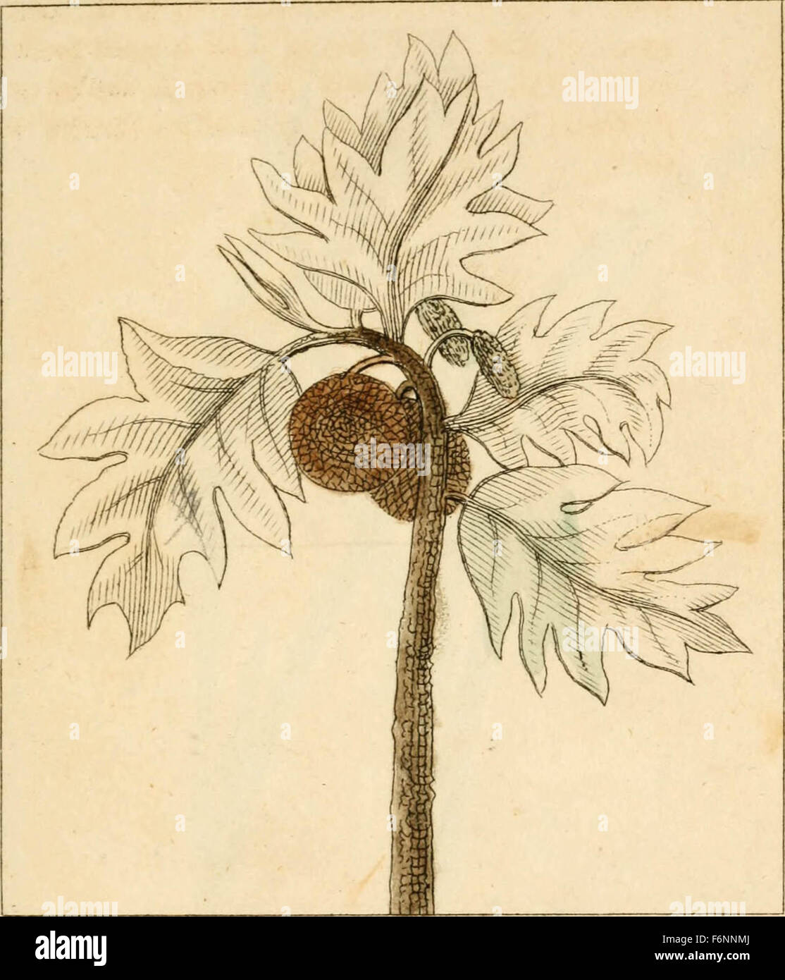 Elements of the science of botany, as established by Linnaeus; with ...