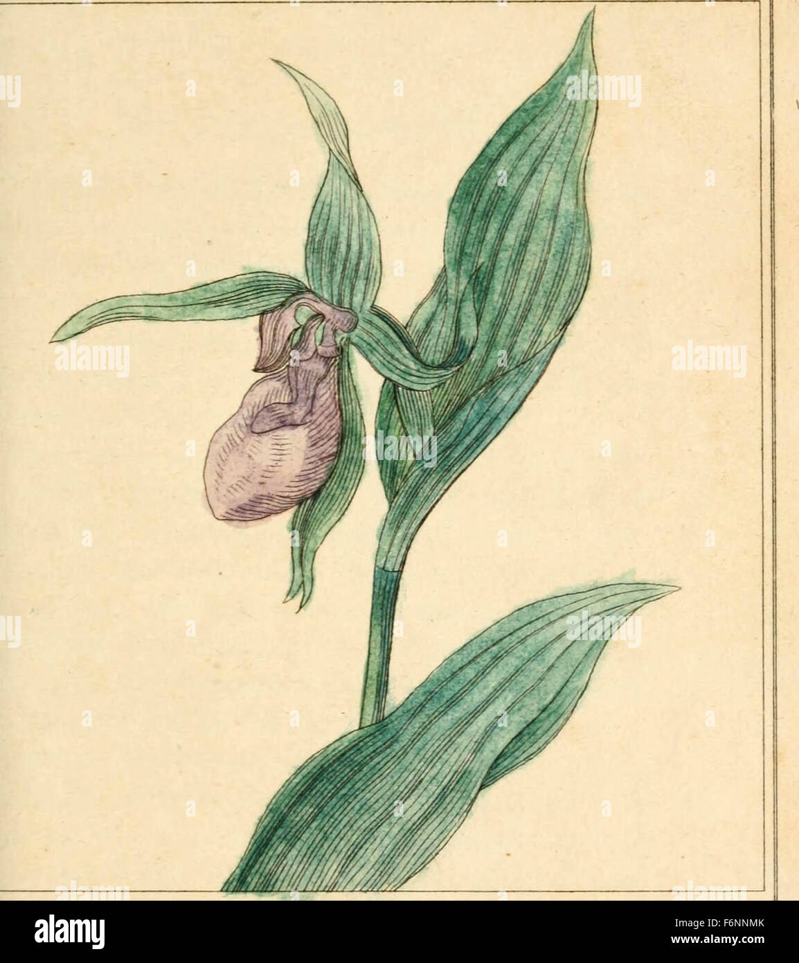 Elements of the science of botany, as established by Linnaeus; with ...