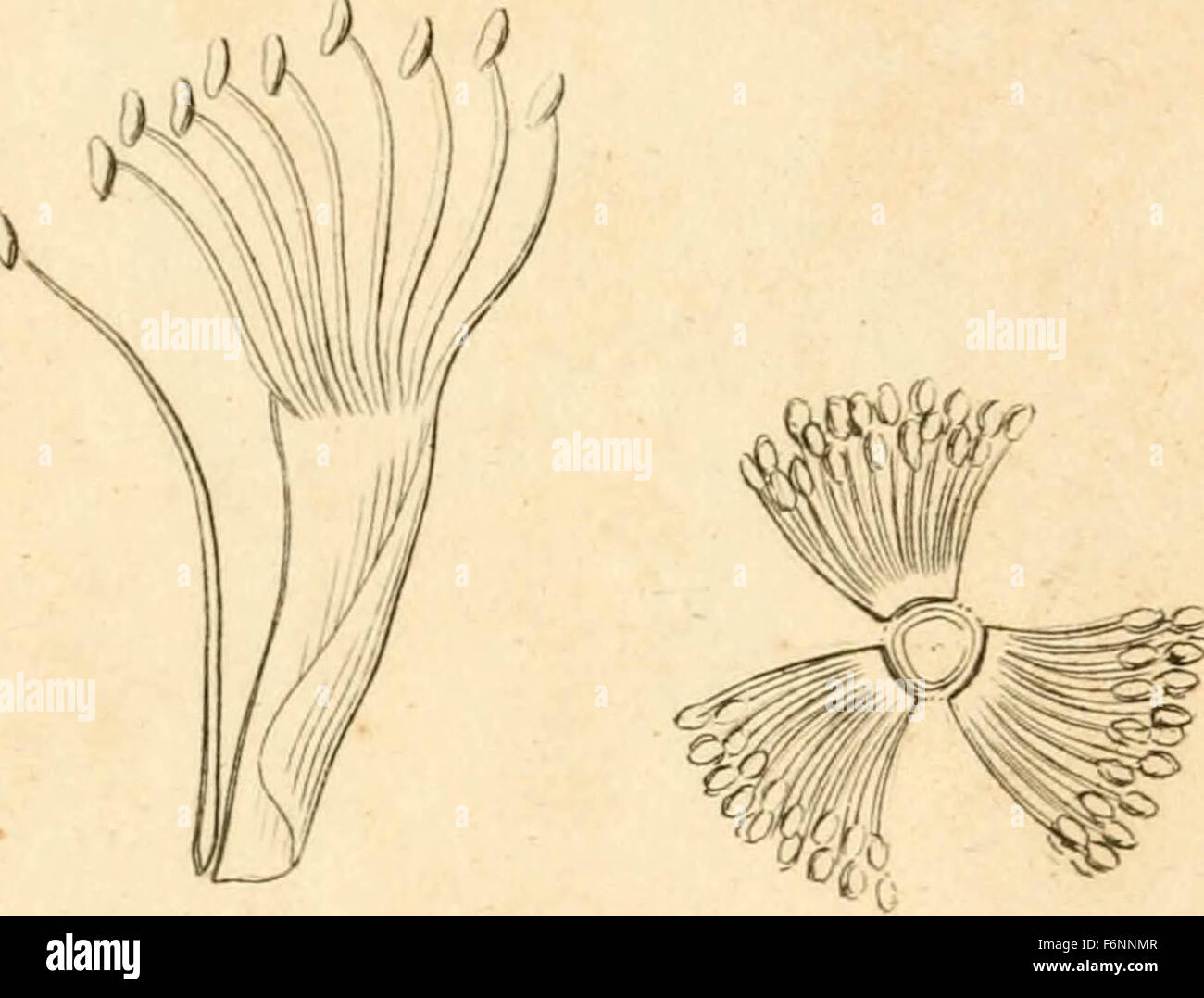 Elements of the science of botany, as established by Linnaeus; with ...