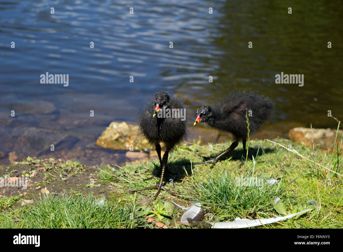Swamp hen with chicks hi-res stock photography and images - Alamy