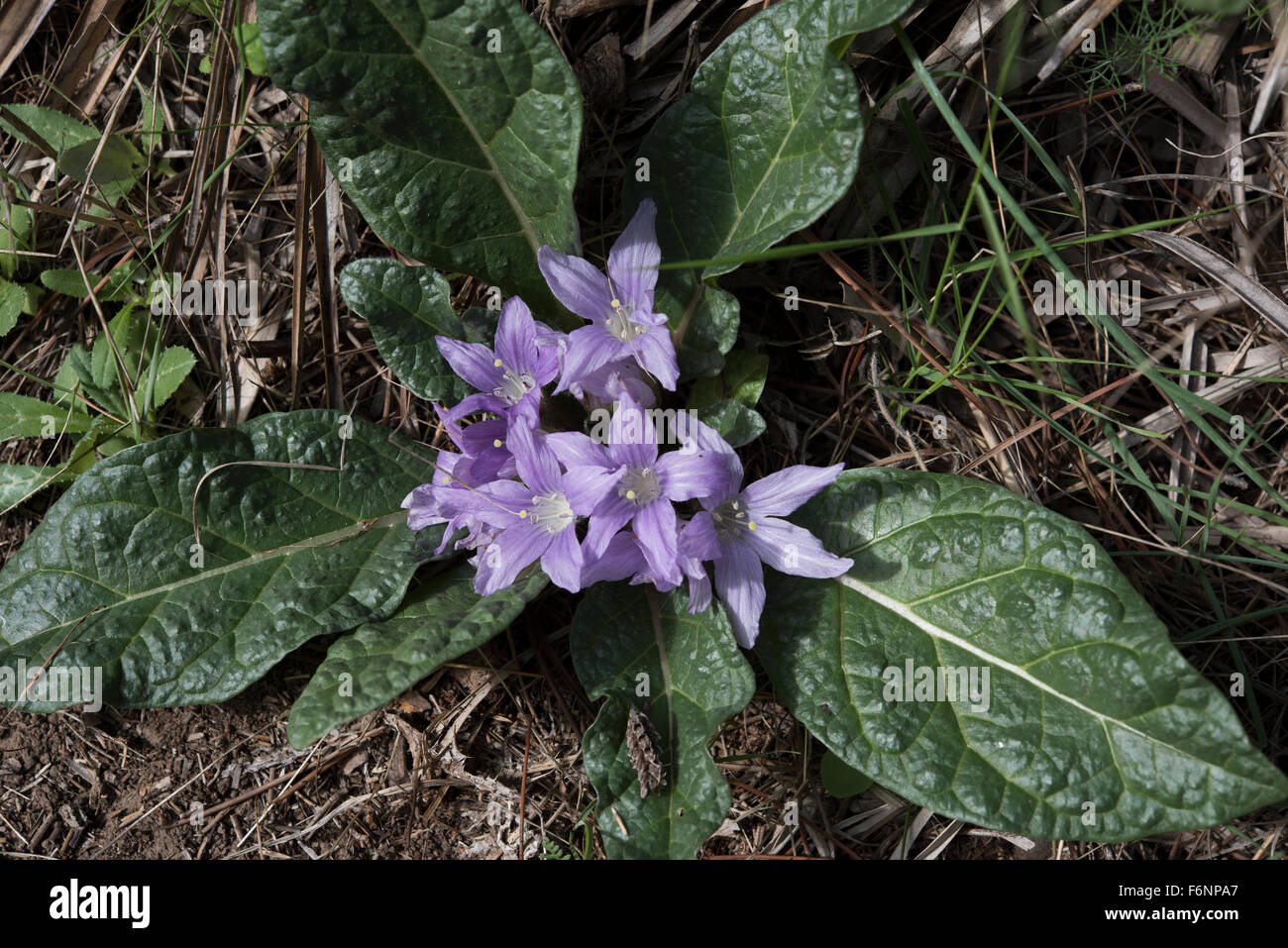 Mandragora officinarum hi-res stock photography and images - Alamy