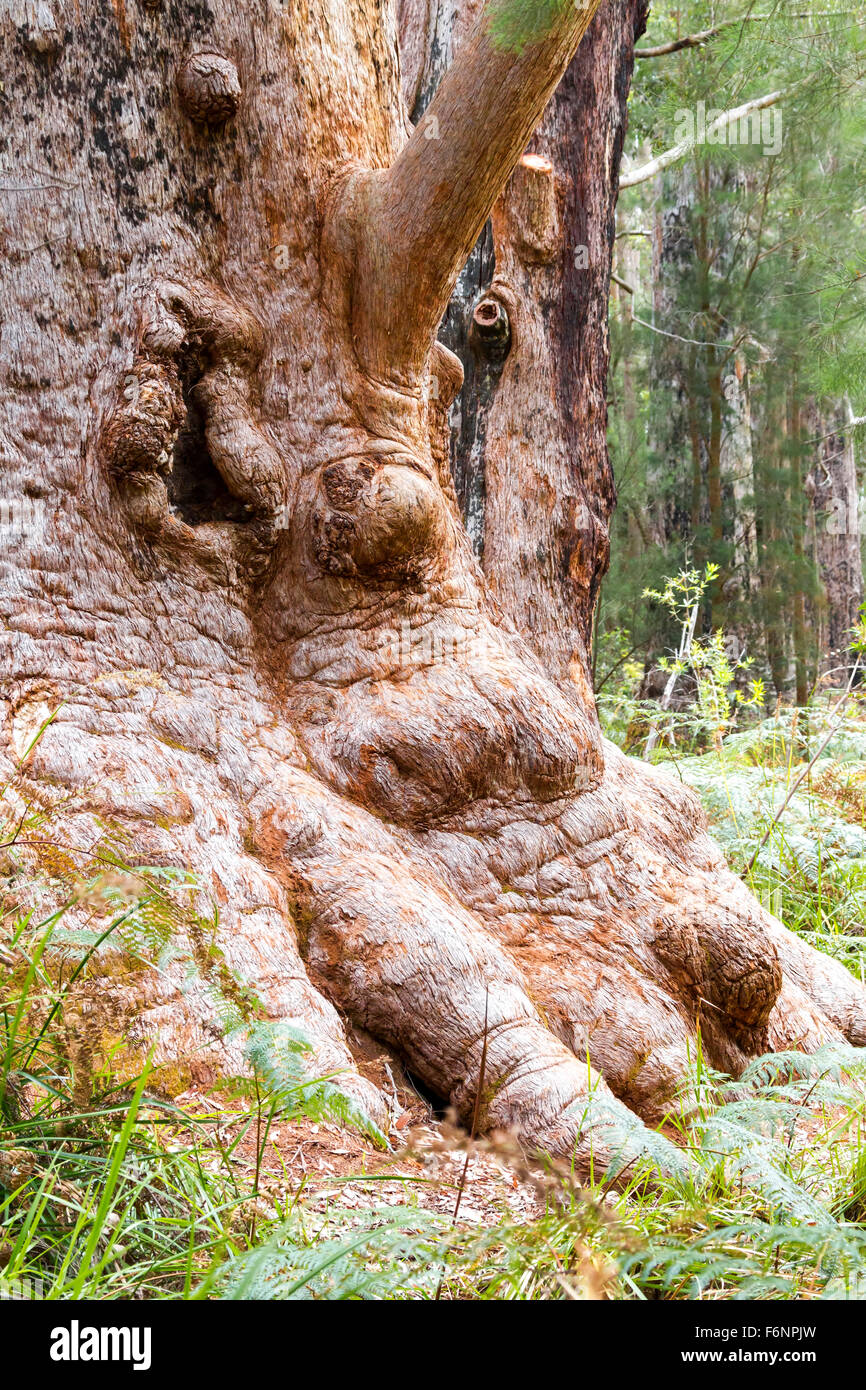 Walpole Tree Walk Western Australia Karri Trees Karri Forest Stock ...