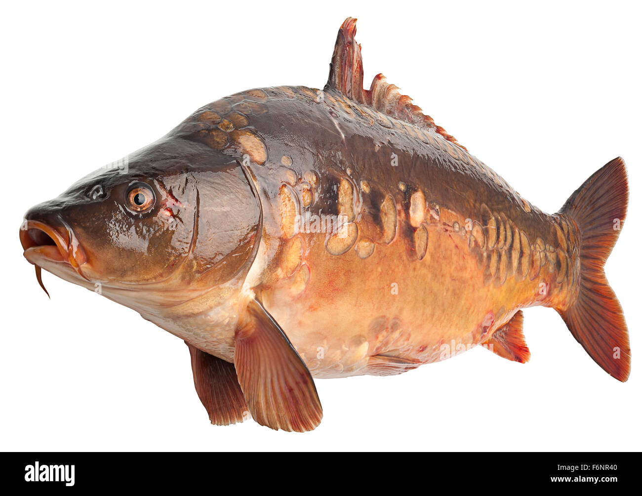 Mirror carp hi-res stock photography and images - Alamy