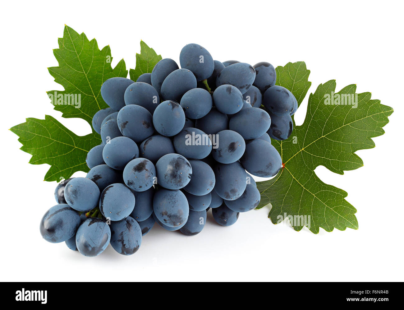 Blue grape fruit with leaf isolated on white Stock Photo - Alamy