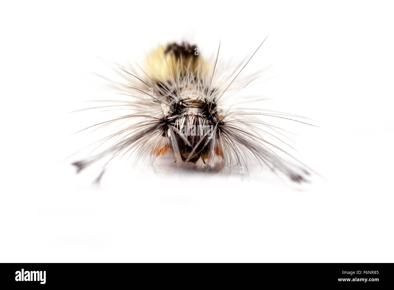 Close up larva Cut Out Stock Images & Pictures - Alamy