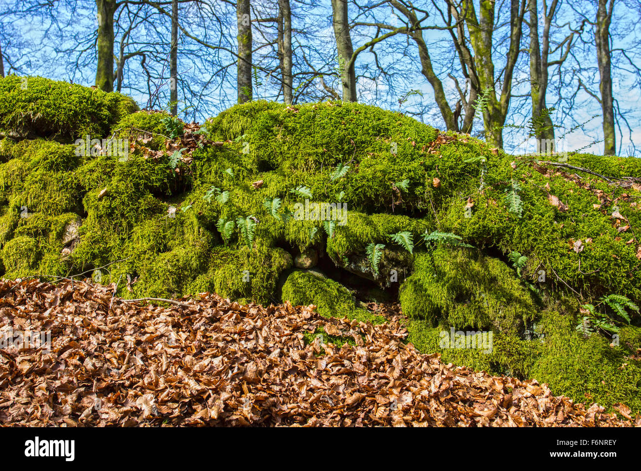 moss growing in forest area near Auchlochan Stock Photo - Alamy