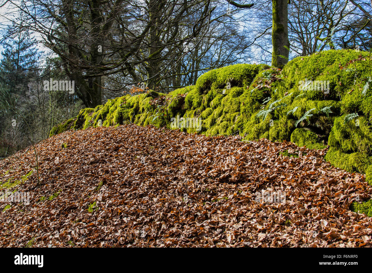 moss growing in forest area near Auchlochan Stock Photo - Alamy