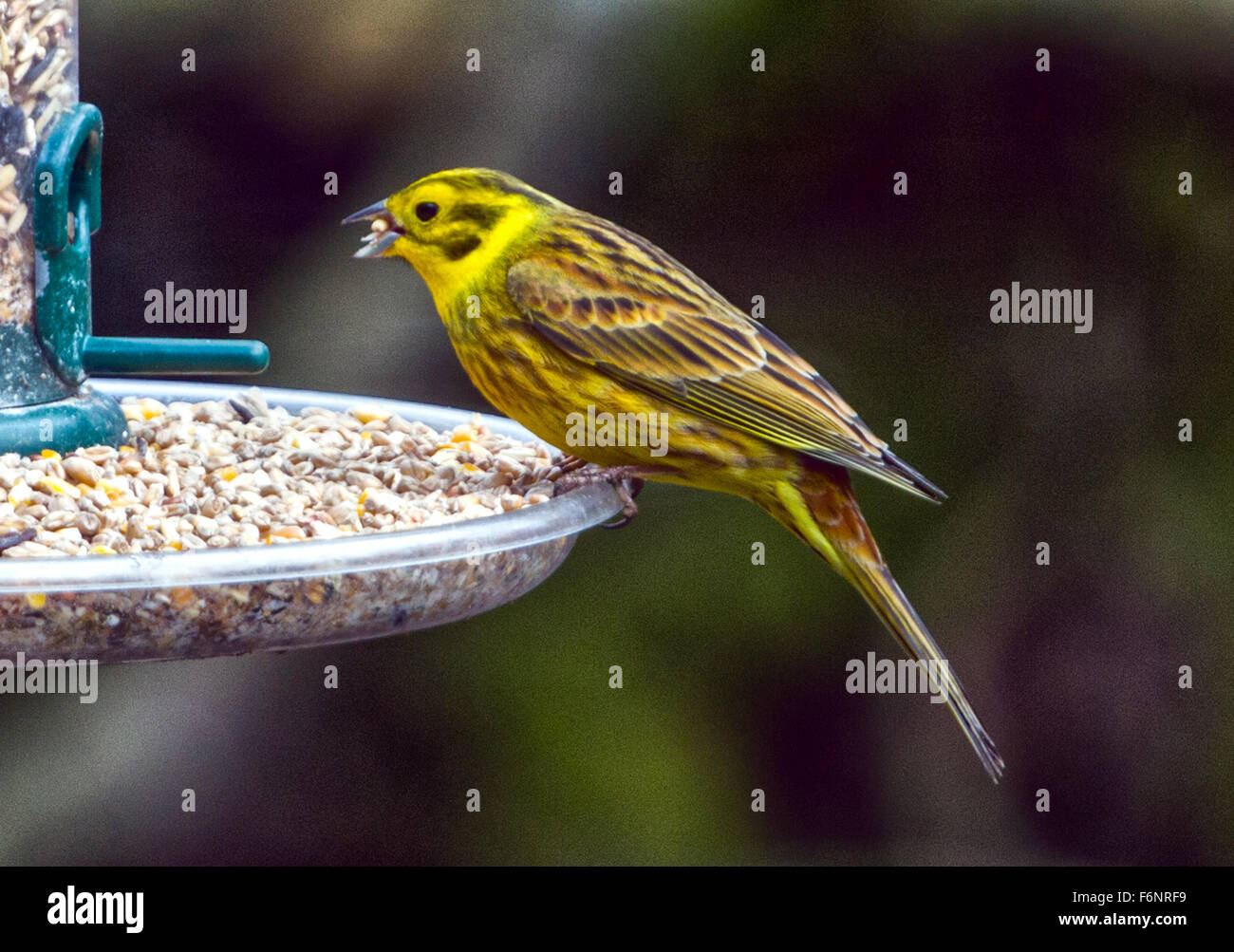 Yellow hammer bird hi-res stock photography and images - Alamy