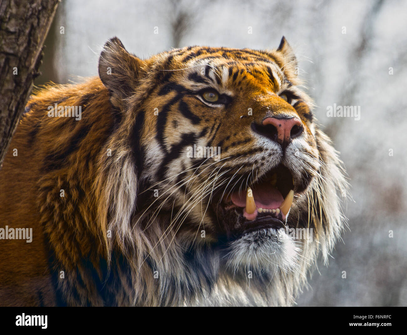 Tiger in ZSL London Zoo Stock Photo - Alamy