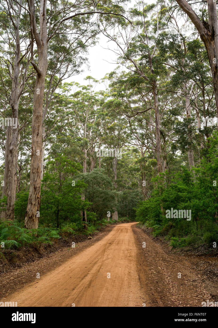 Baylingup Karri tree forests in Western Australia Stock Photo - Alamy