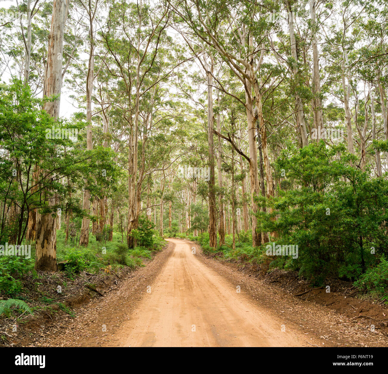Baylingup Karri tree forests in Western Australia Stock Photo - Alamy