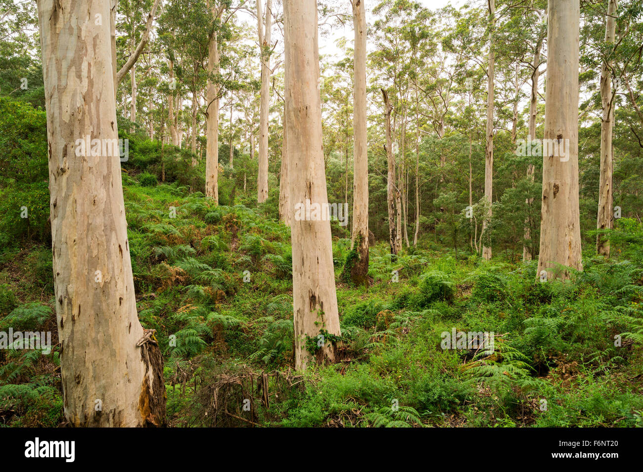 Karri tree hi-res stock photography and images - Alamy