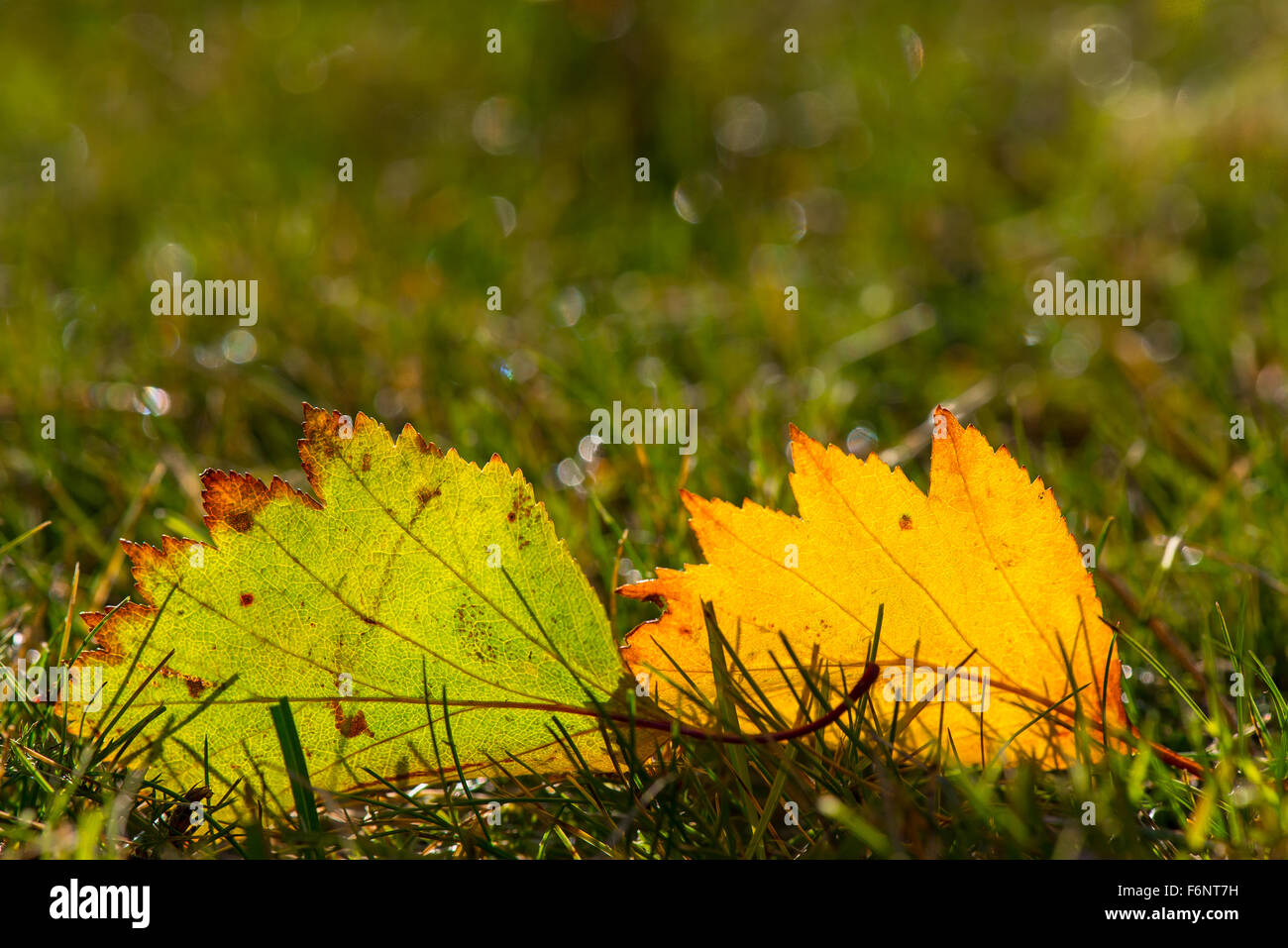 Pair of autumn colored leaves on lawn Stock Photo - Alamy
