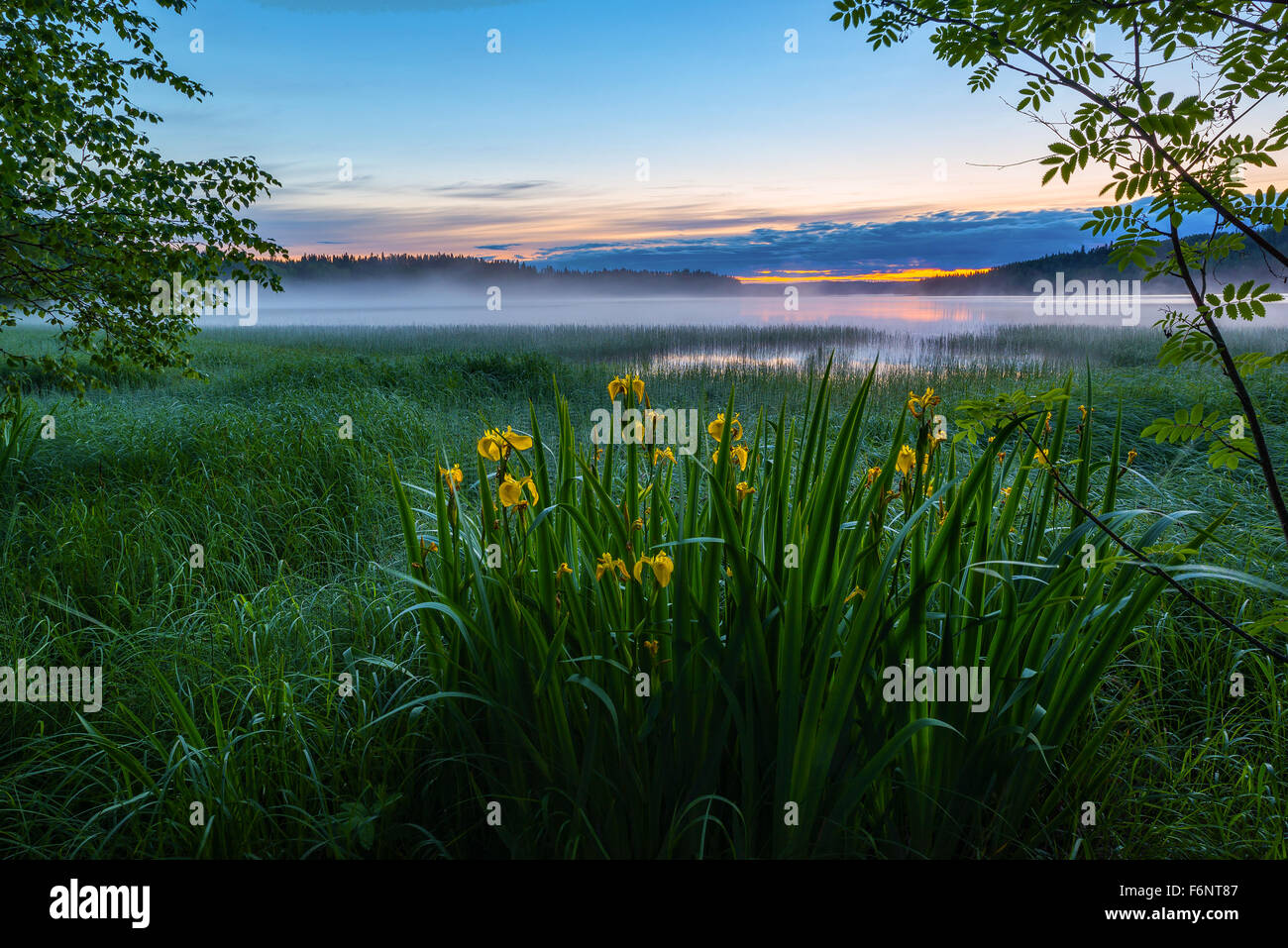 Summer night landscape with yellow iris flowers Stock Photo - Alamy