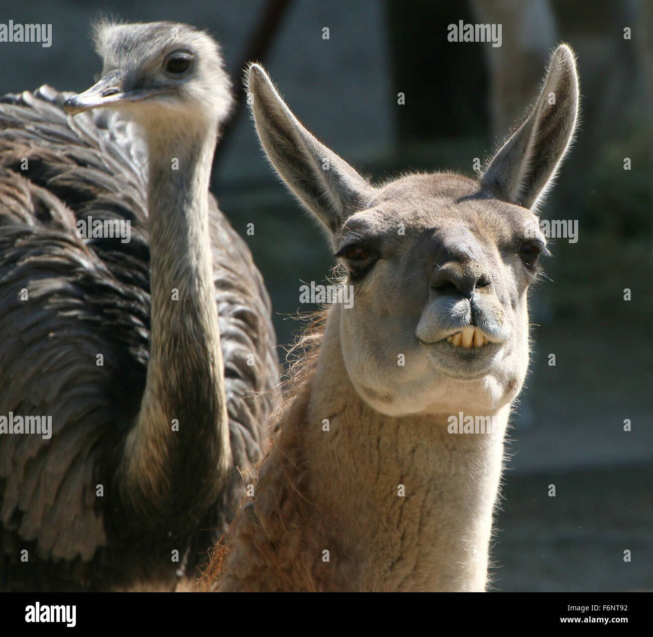 South American Greater Rhea (Rhea americana) posing together with a ...
