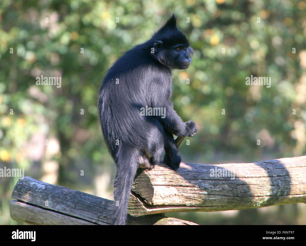Black crested mangabey hi-res stock photography and images - Alamy