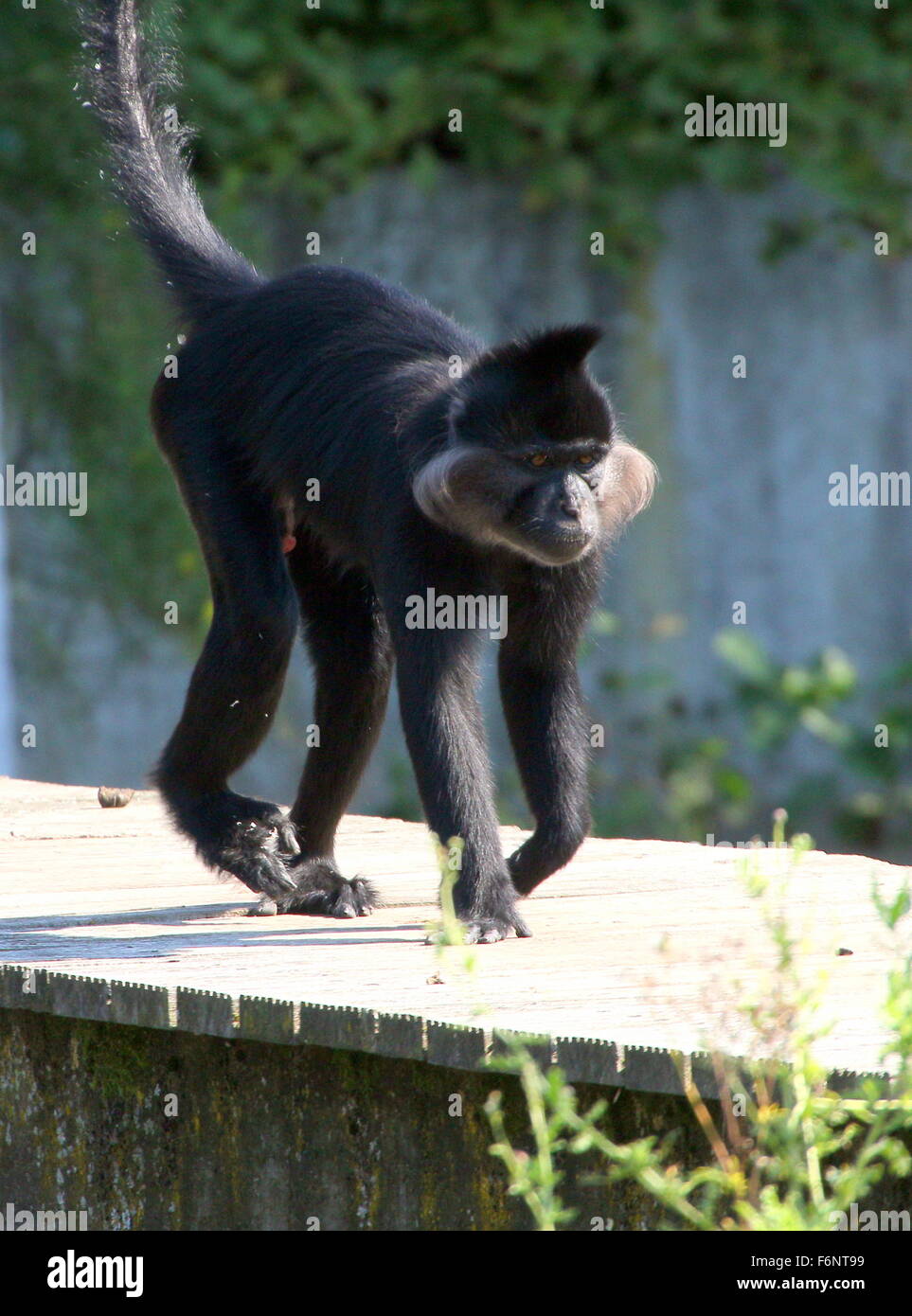 Mangabeye de cresta negra hi-res stock photography and images - Alamy