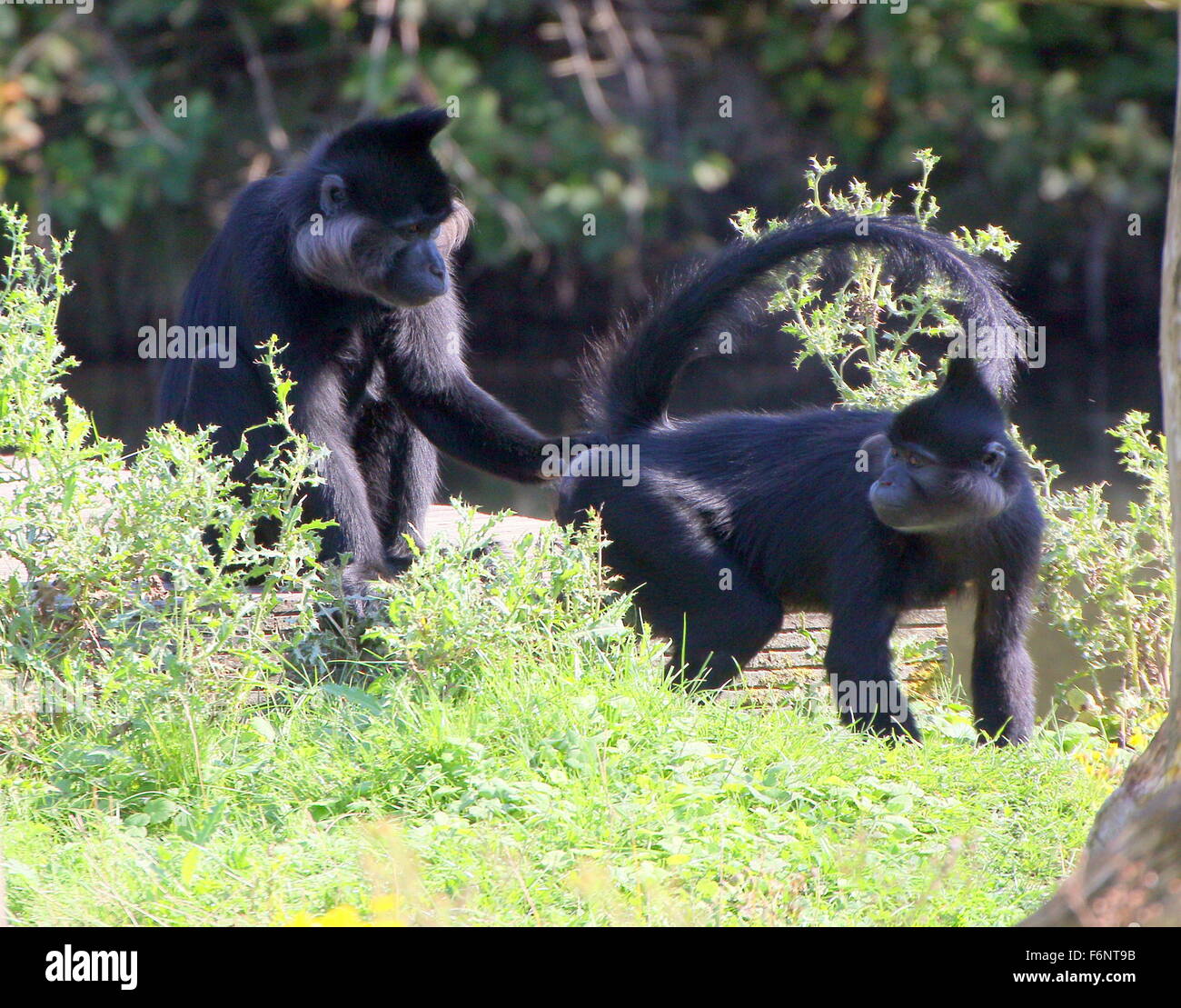 Mangabey monkeys hi-res stock photography and images - Alamy