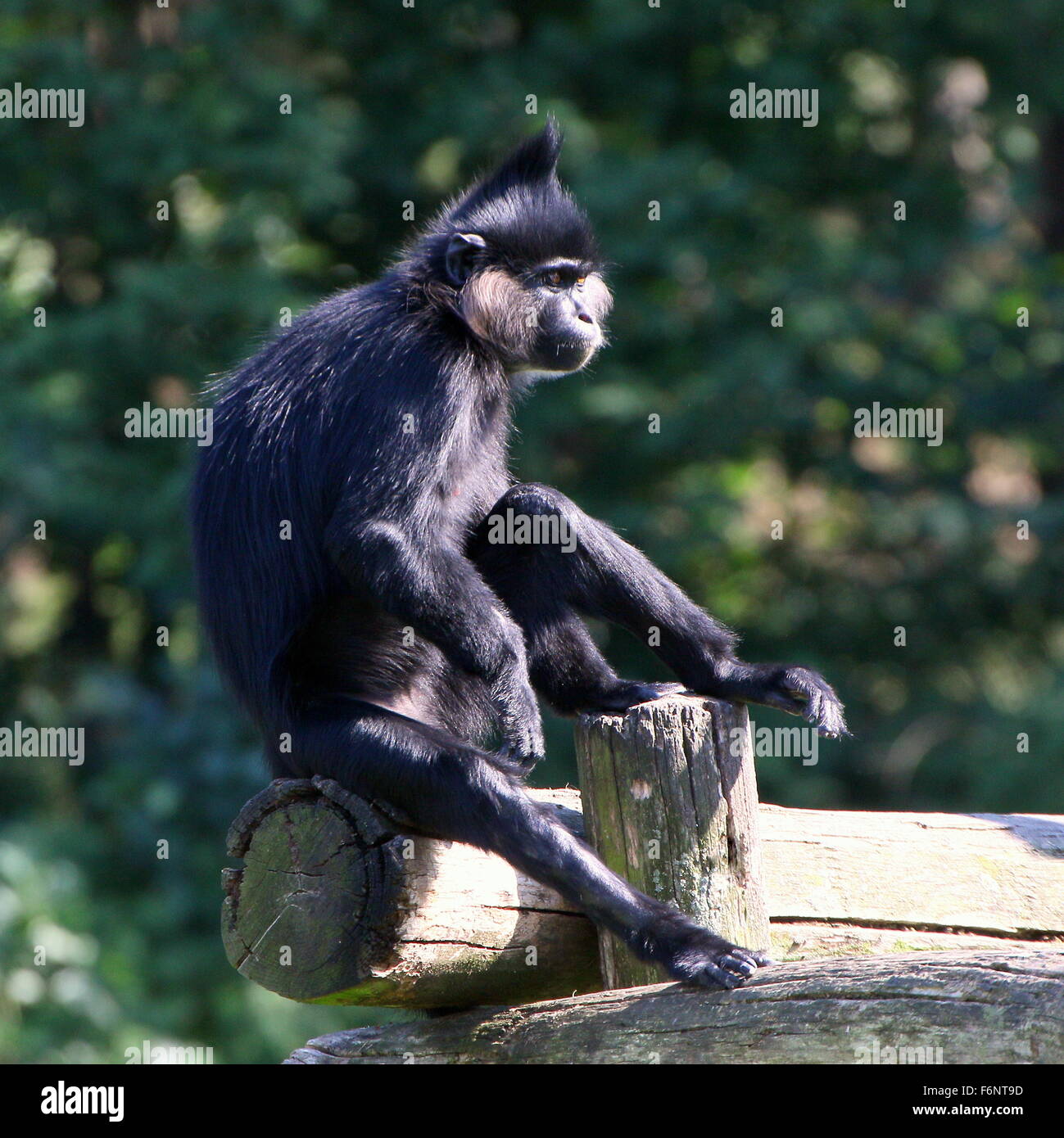 African Black crested mangabey monkey (Lophocebus aterrimus Stock Photo ...