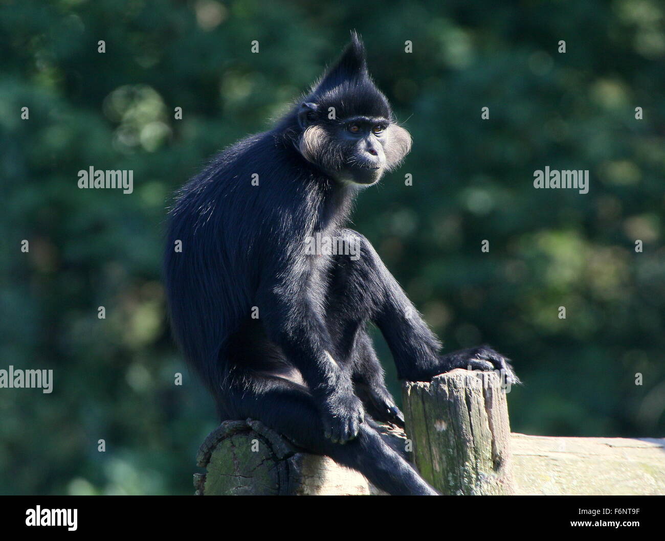 African Black crested mangabey monkey (Lophocebus aterrimus Stock Photo ...