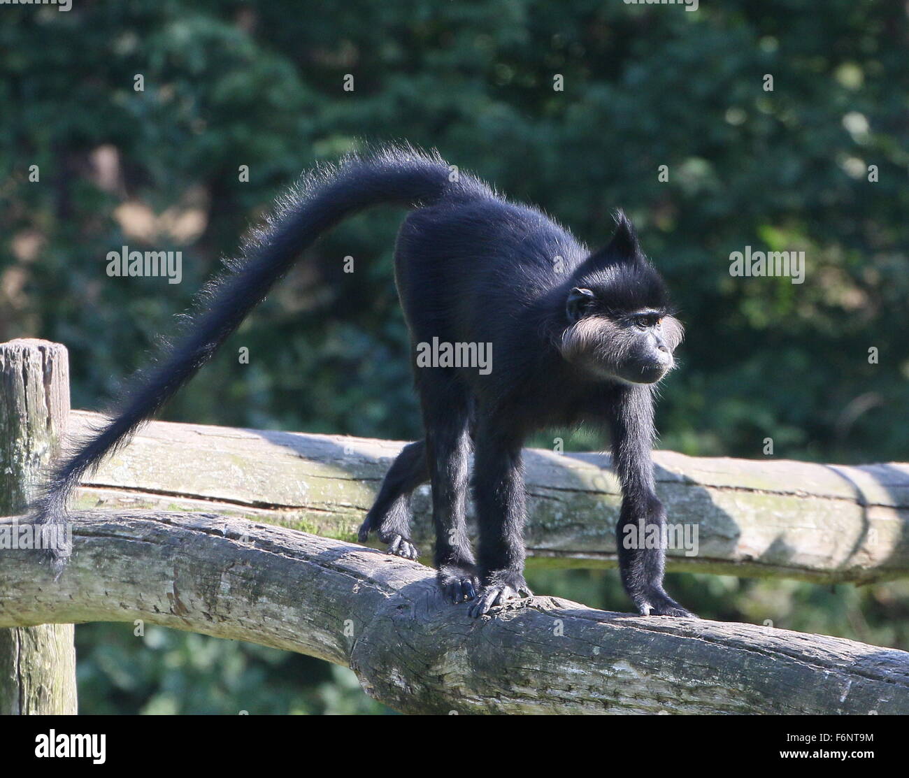 Mangabey monkeys hi-res stock photography and images - Alamy