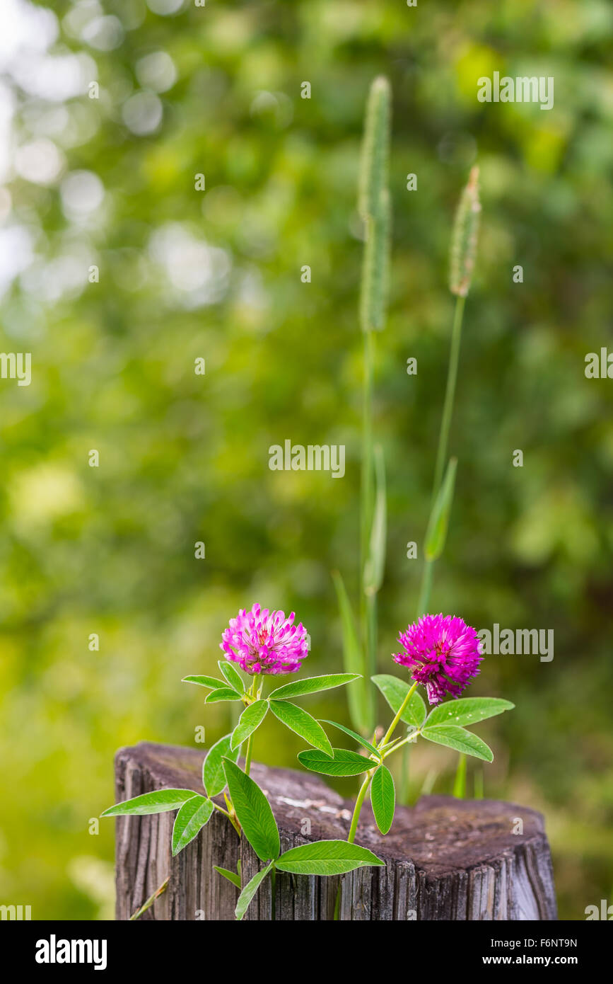 Pair of purple clover flowers Stock Photo - Alamy