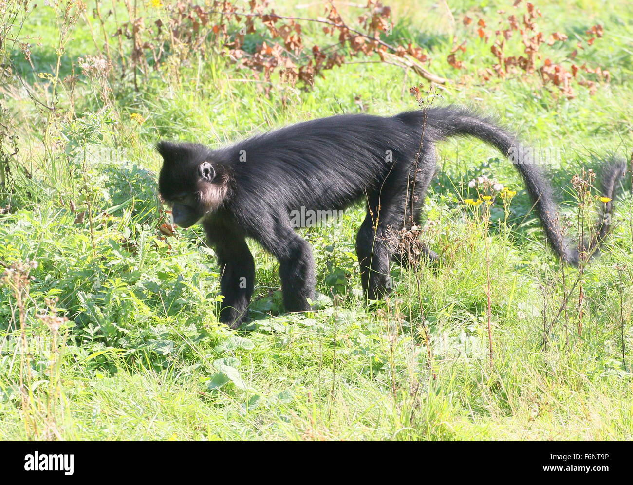 African Black crested mangabey monkey (Lophocebus aterrimus Stock Photo ...