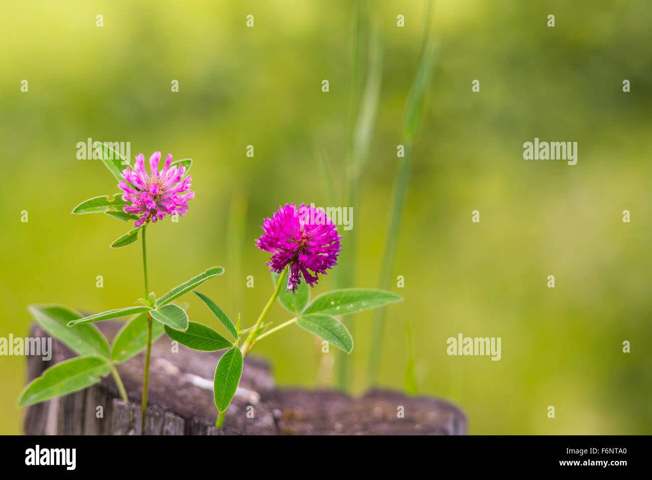 Pair of purple clover flowers Stock Photo - Alamy