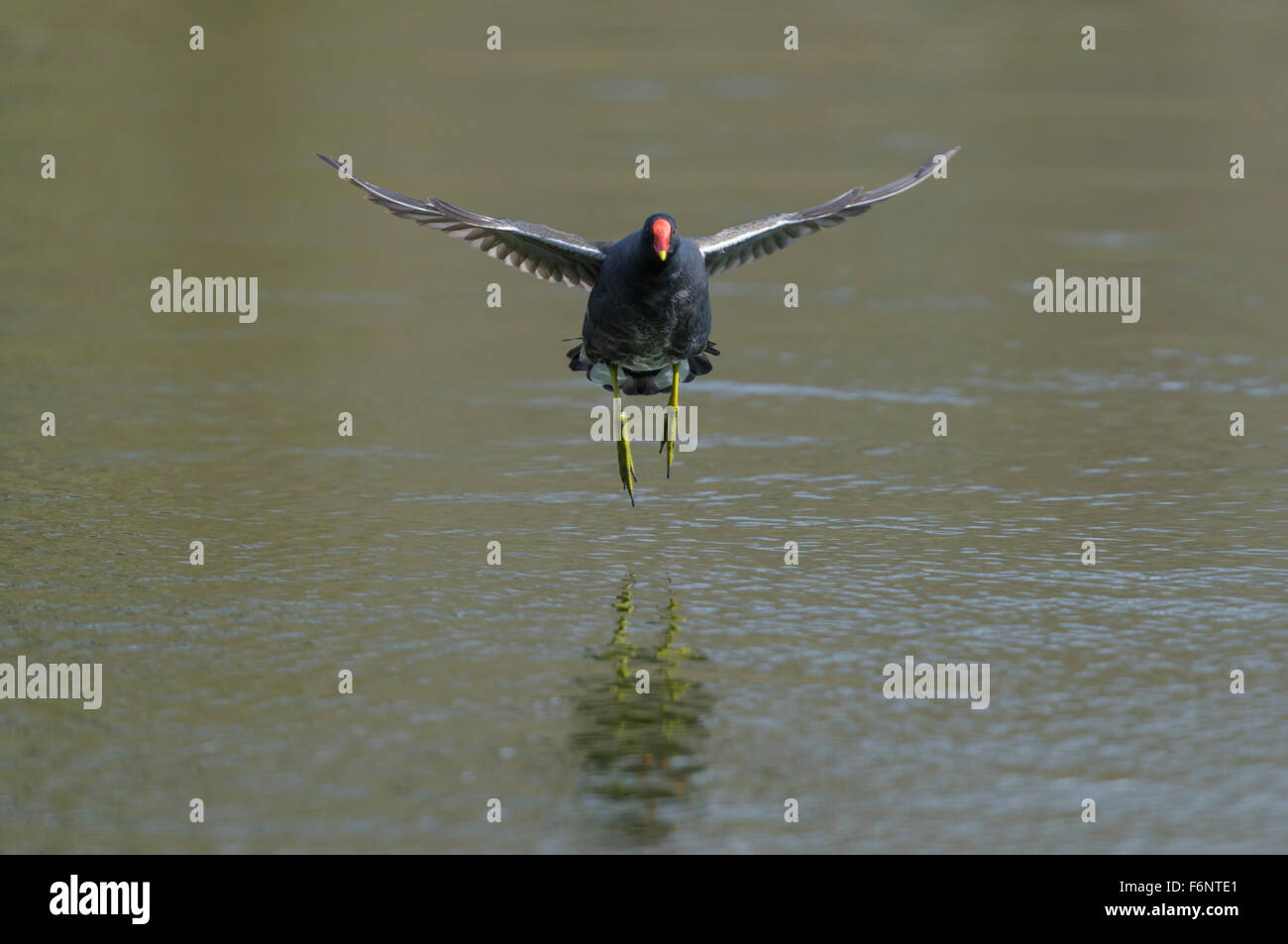 Flying moorhen hi-res stock photography and images - Alamy
