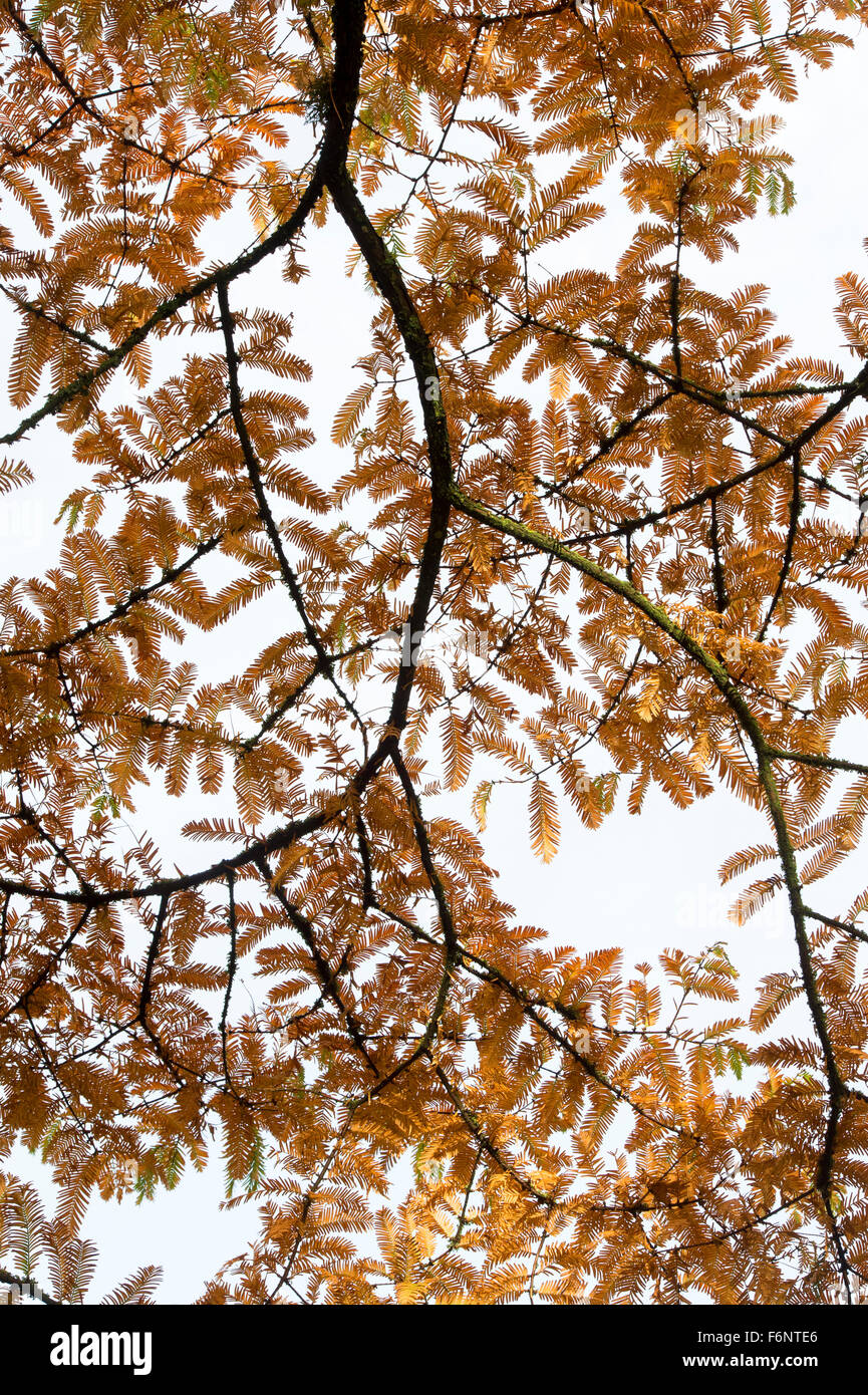 Dawn redwoods metasequoia glyptostroboides hi-res stock photography and ...