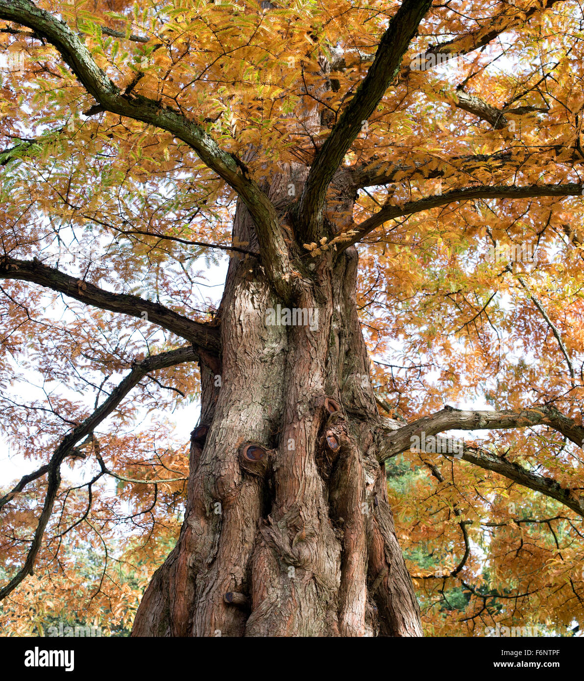 Metasequoia glyptostroboides. Dawn Redwood tree in autumn at RHS Wisley ...