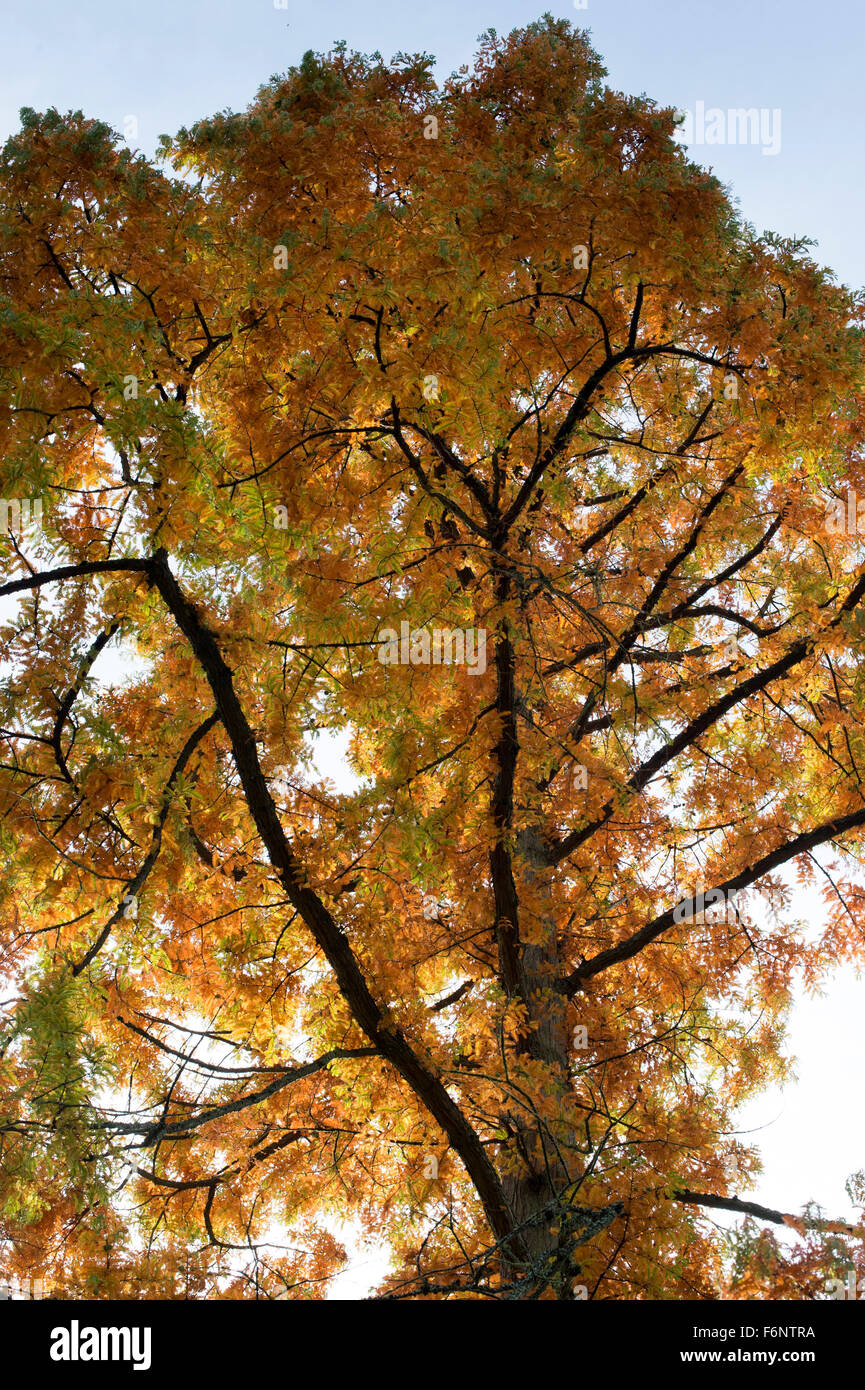 Metasequoia glyptostroboides dawn redwood tree hi-res stock photography and images - Alamy