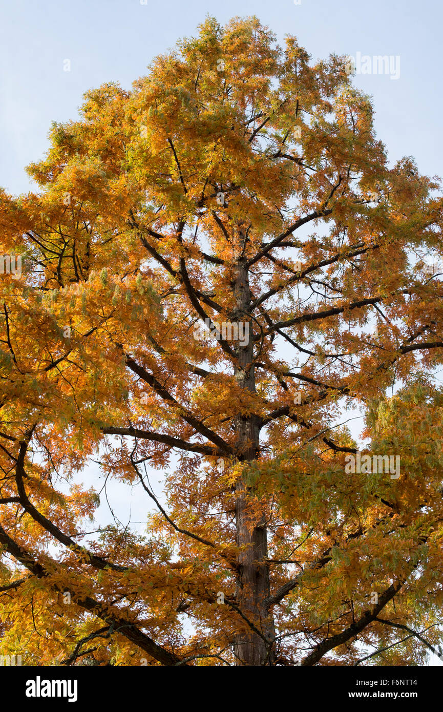 Redwood trees autumn hi-res stock photography and images - Alamy