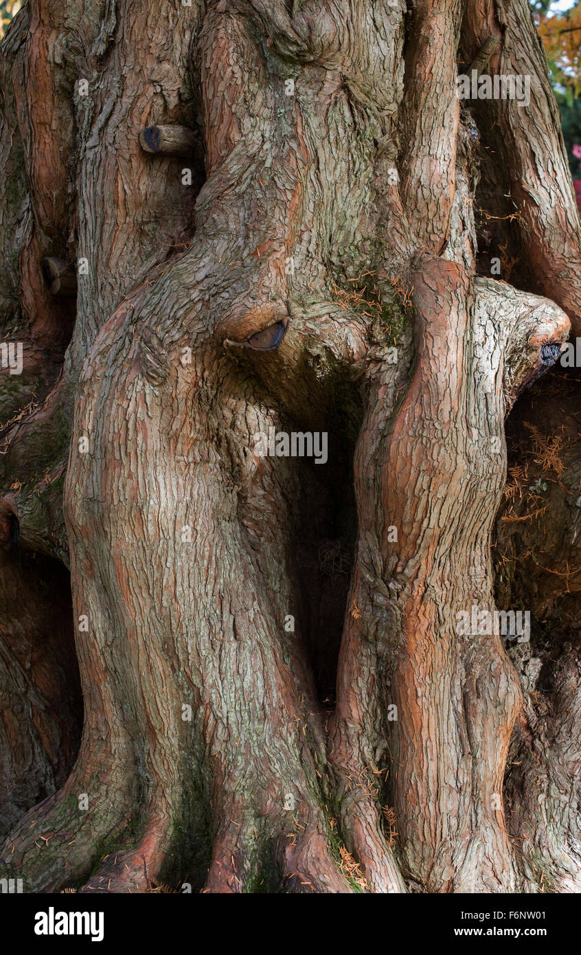 Tree Root Texture High Resolution Stock Photography and Images - Alamy