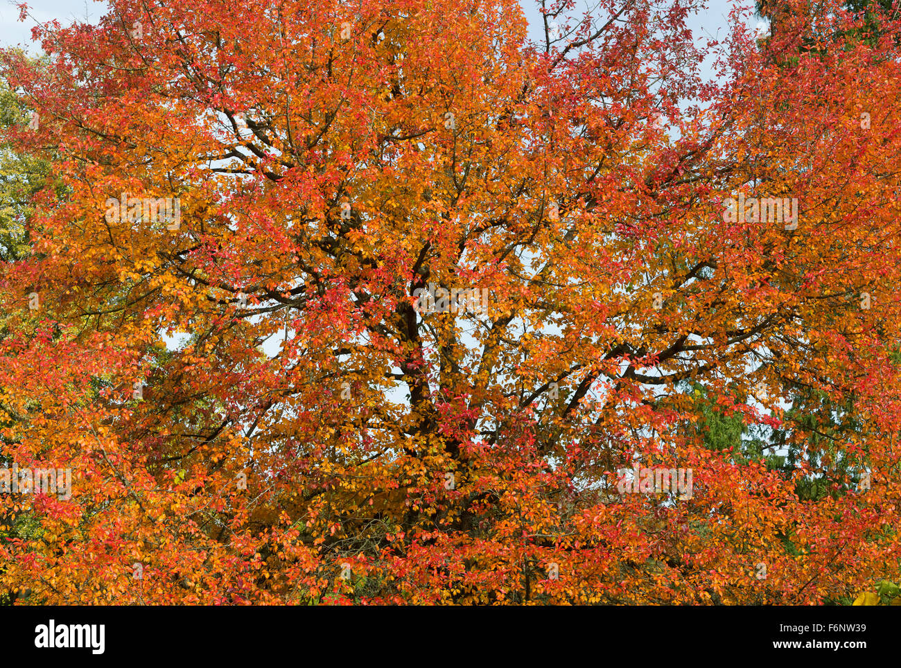 Black gum 'Wisley Bonfire' tree and autumn colours at RHS Wisley ...