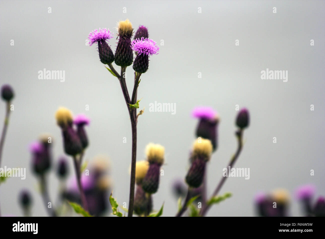 wild thistle in scotland Stock Photo - Alamy